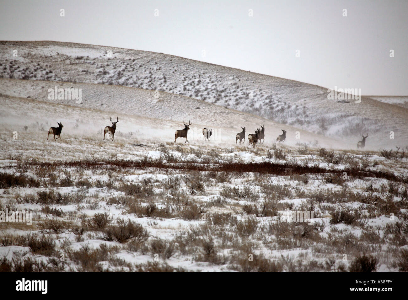 Mule deer herd in winter Stock Photo - Alamy