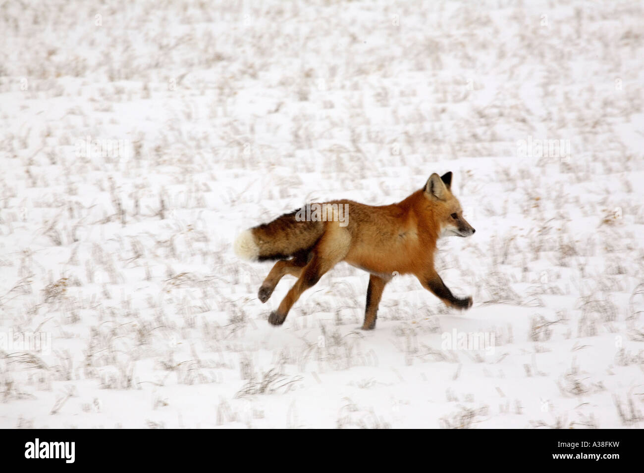 red fox in winter Stock Photo - Alamy