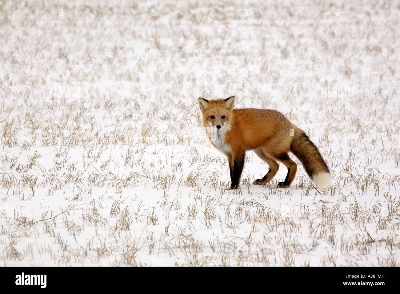 red fox in winter Stock Photo - Alamy