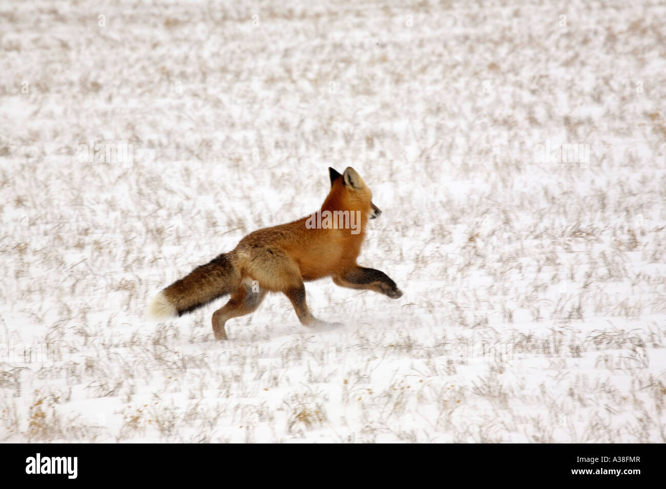 red fox in winter Stock Photo - Alamy
