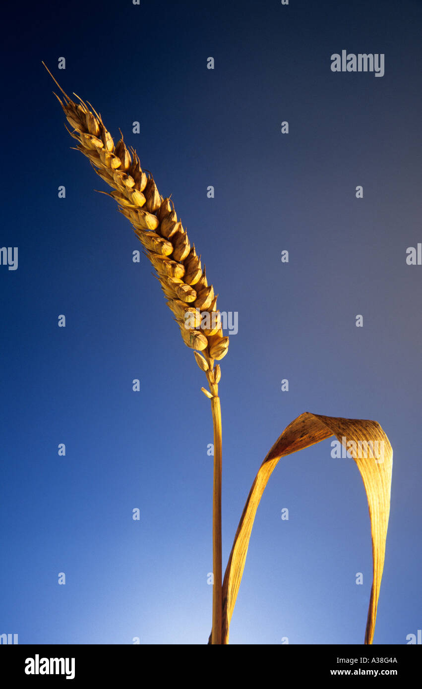 Head of wheat Stock Photo - Alamy