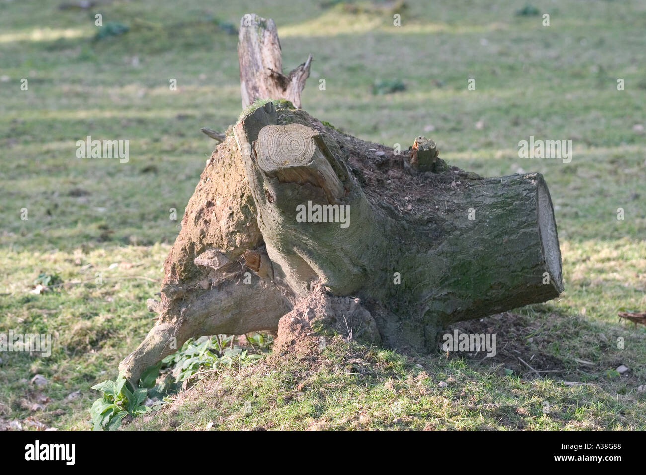 Dead trunk tree in a field Stock Photo - Alamy