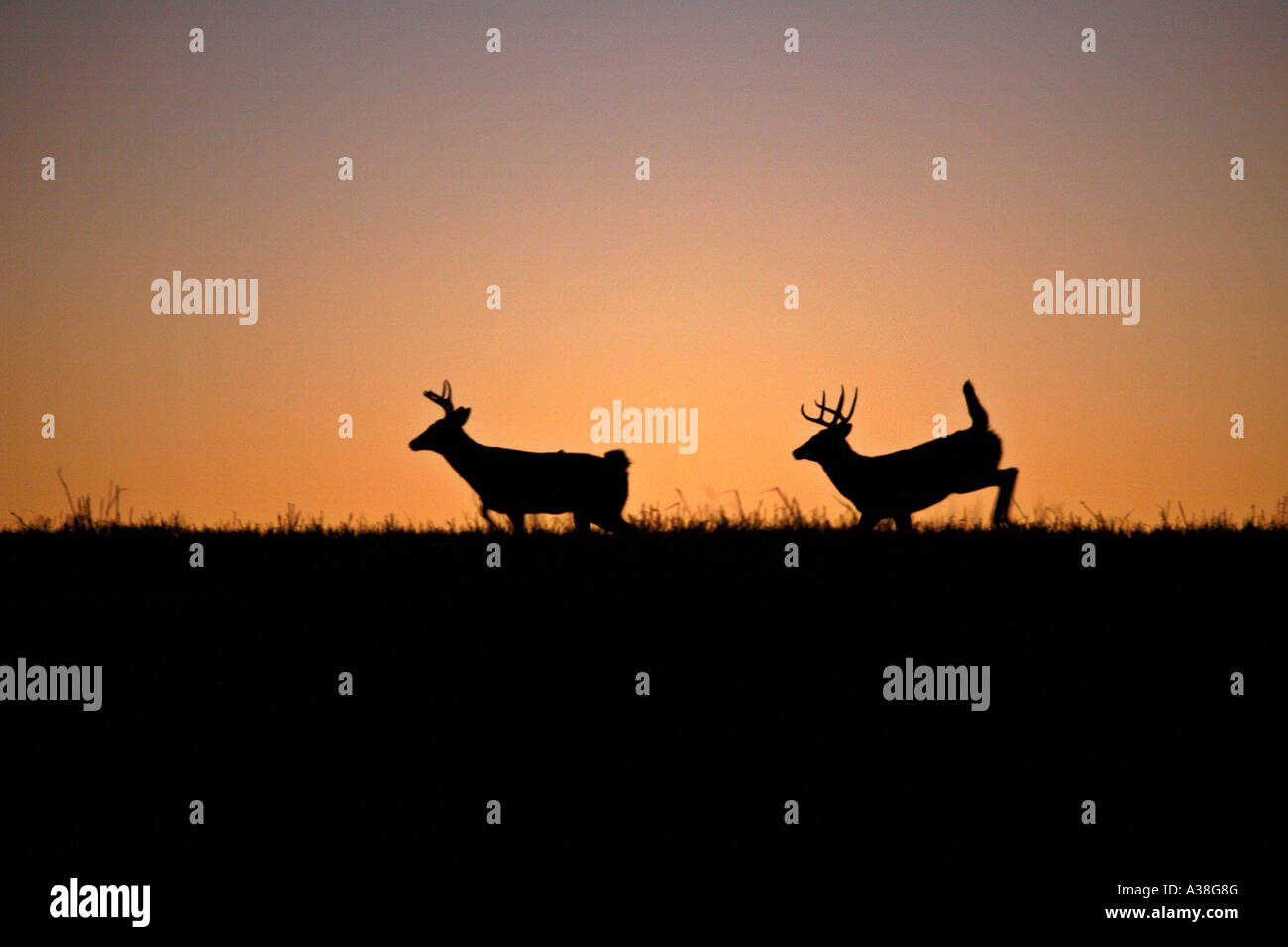 White tail deer at dawn Stock Photo - Alamy