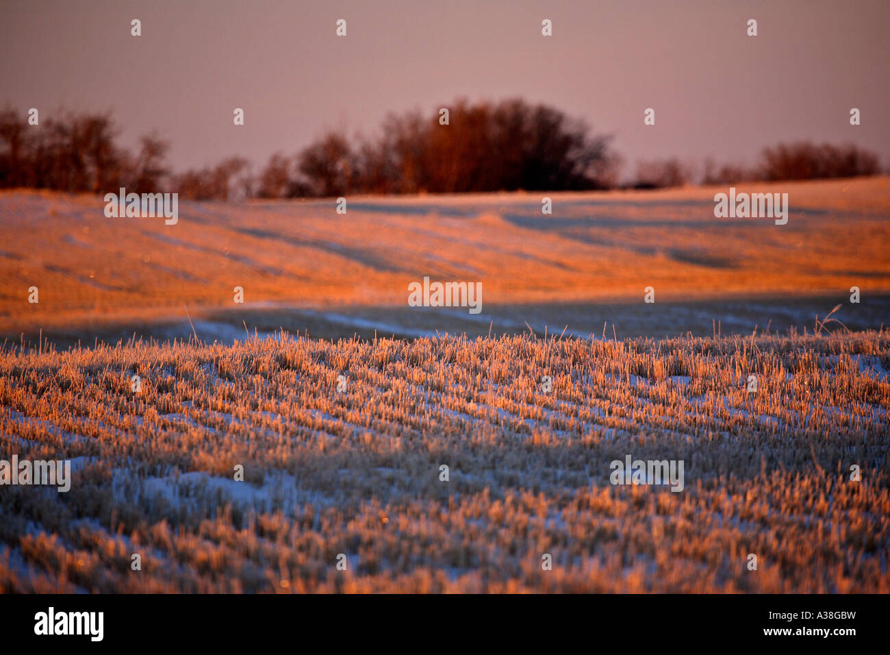 snow covered stubble field in winter Stock Photo - Alamy