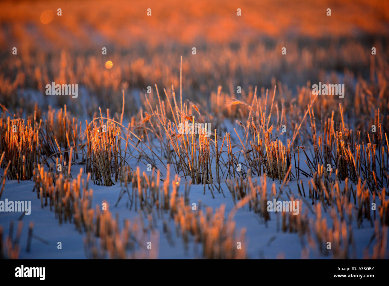 stubble field in winter Stock Photo - Alamy