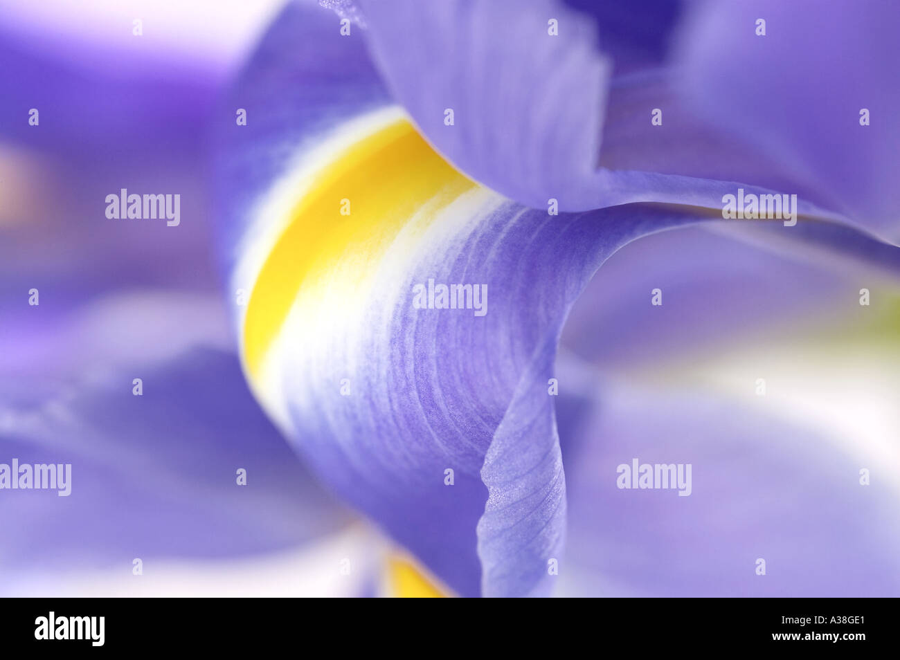 England,UK. Close up of the petal of a Blue and yellow Dutch Iris (Iris ...