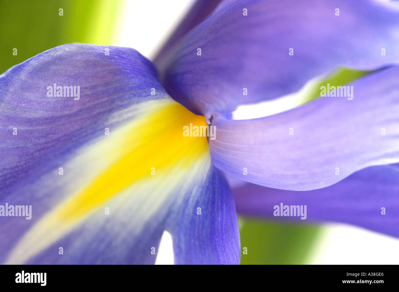 England,UK. Close up of the petal of a Blue and yellow Dutch Iris (Iris ...