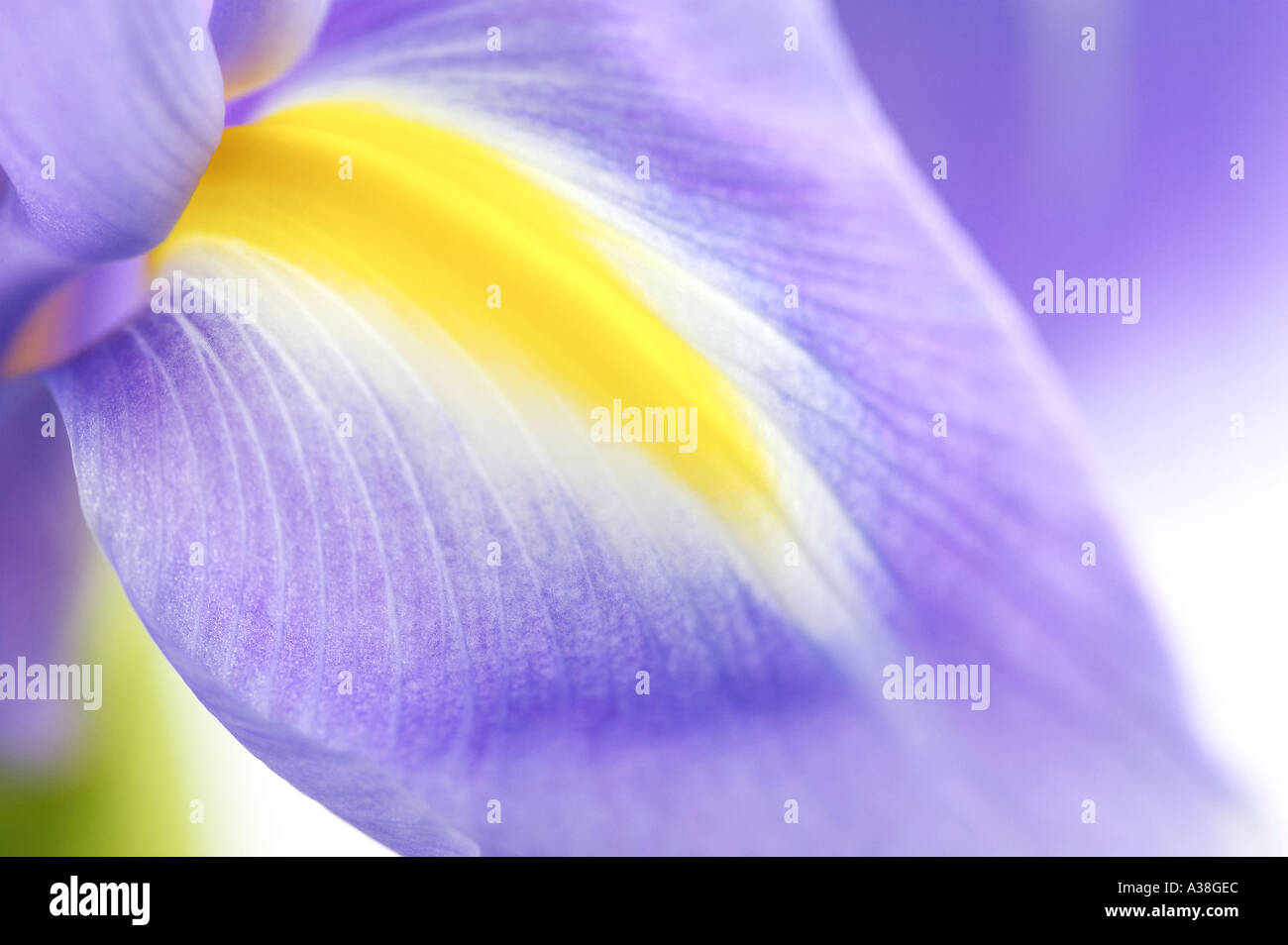 England,UK. Close up of the petal of a Blue and yellow Dutch Iris (Iris ...