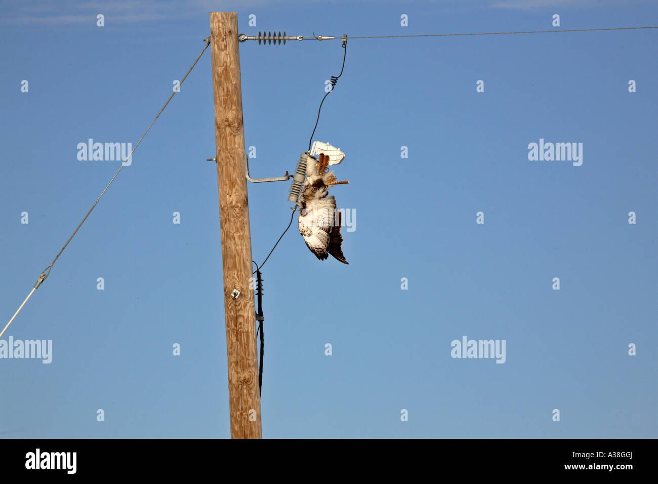dead Red tailed Hawk hanging from wire Stock Photo - Alamy