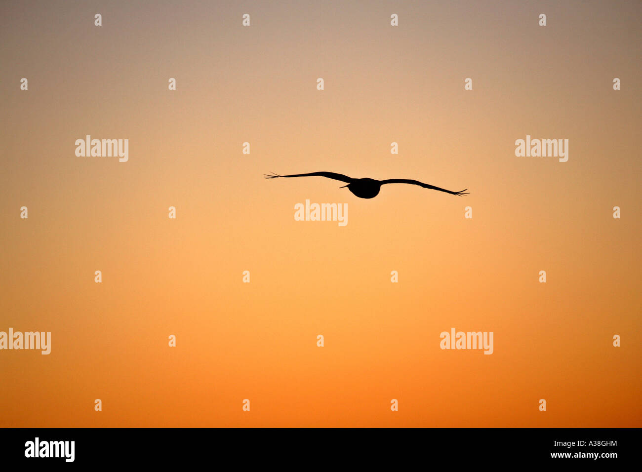snowy owl flying through sunset Stock Photo - Alamy