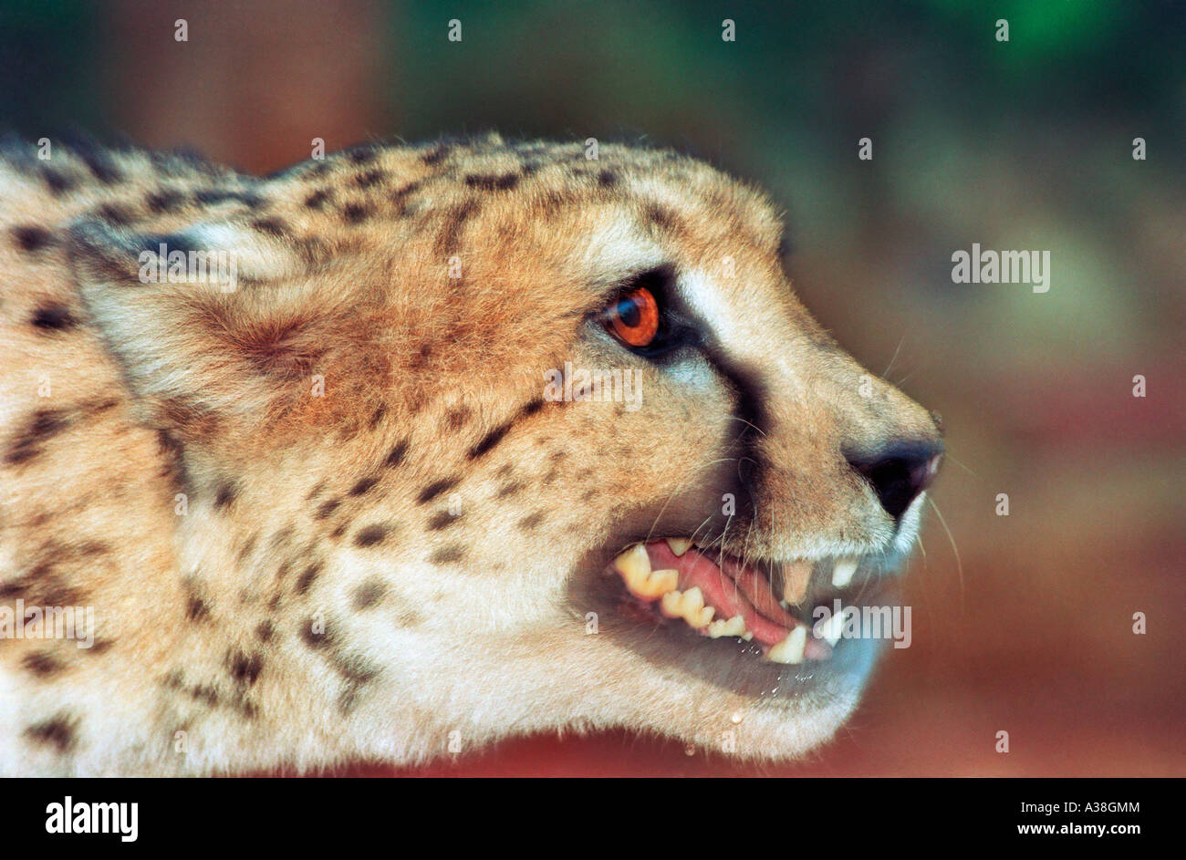 Close up profile of a cheetah's (acinonyx jubatus) head while hissing ...