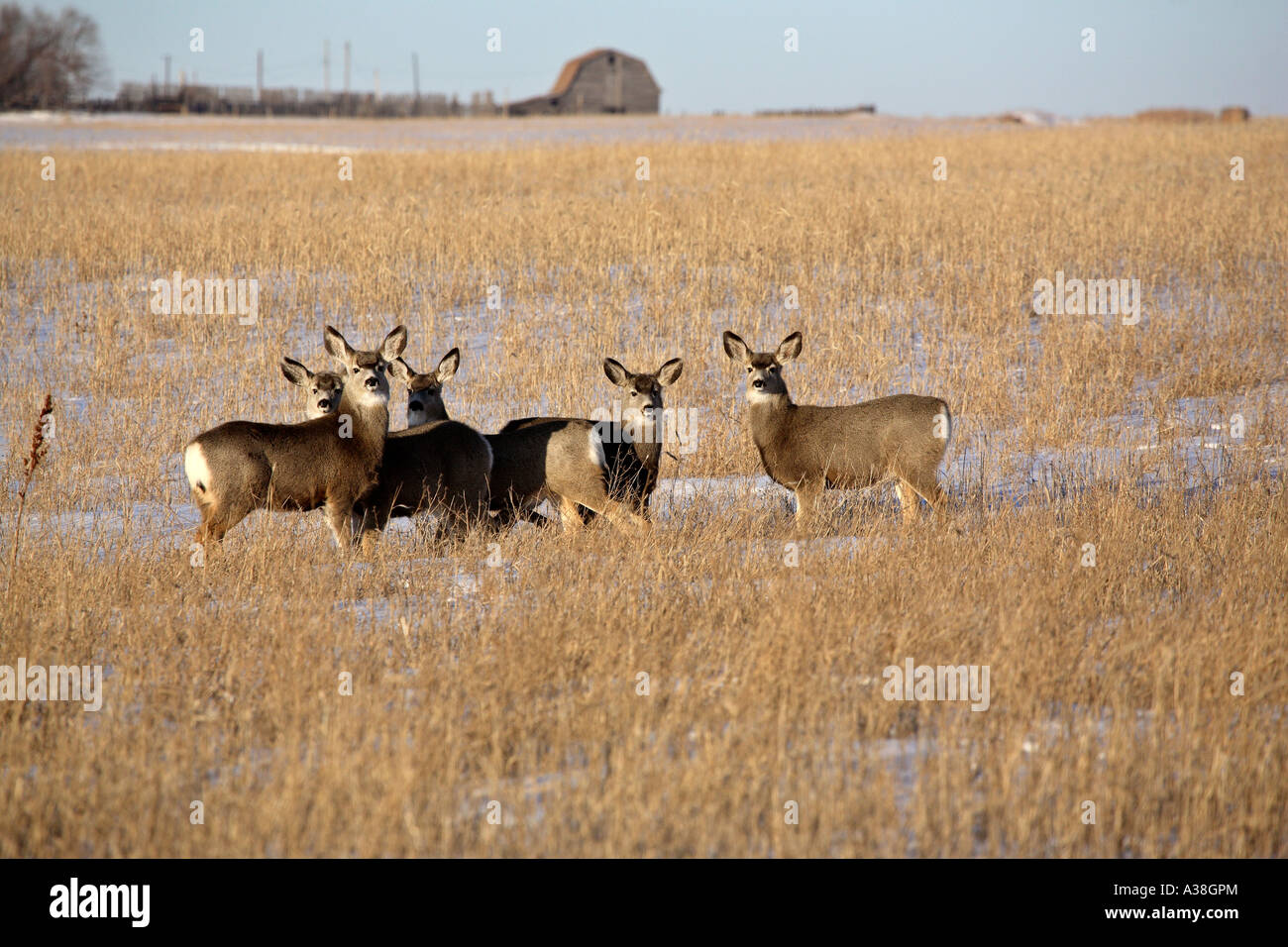 Mule Deer herd in winter Stock Photo - Alamy
