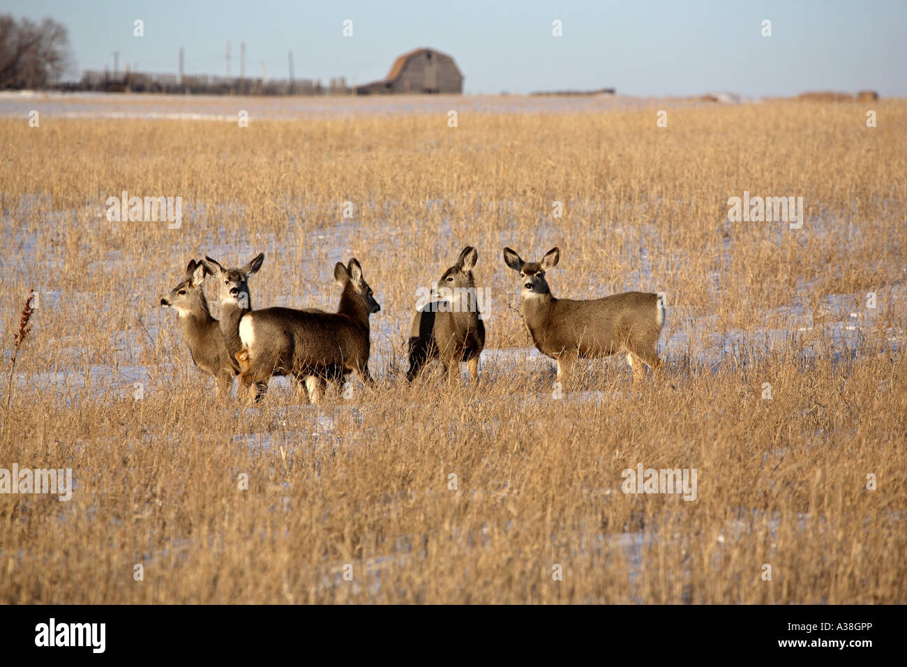 Mule Deer herd in winter Stock Photo - Alamy