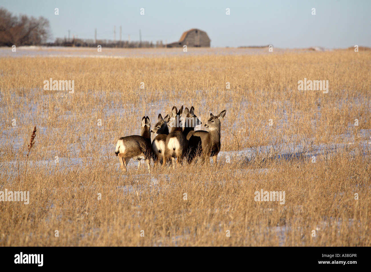 Mule Deer herd in winter Stock Photo - Alamy