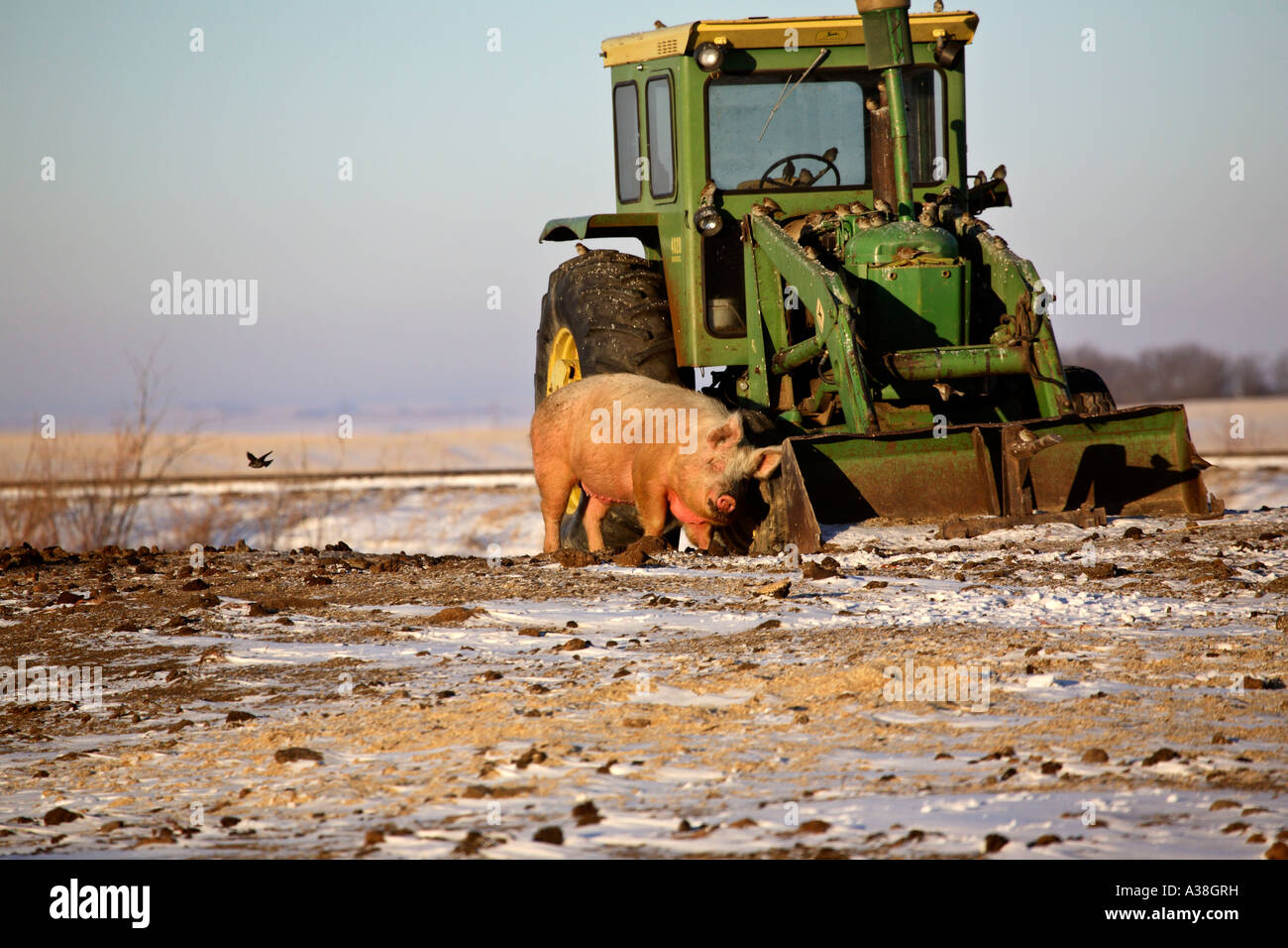 pig rubbing against tractor Stock Photo - Alamy