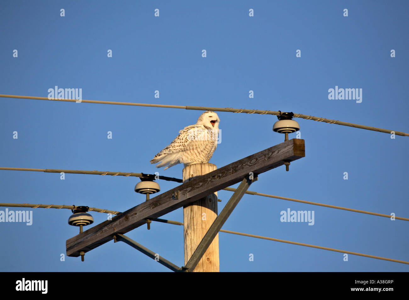 female Snowy Owl perched on power pole Stock Photo - Alamy