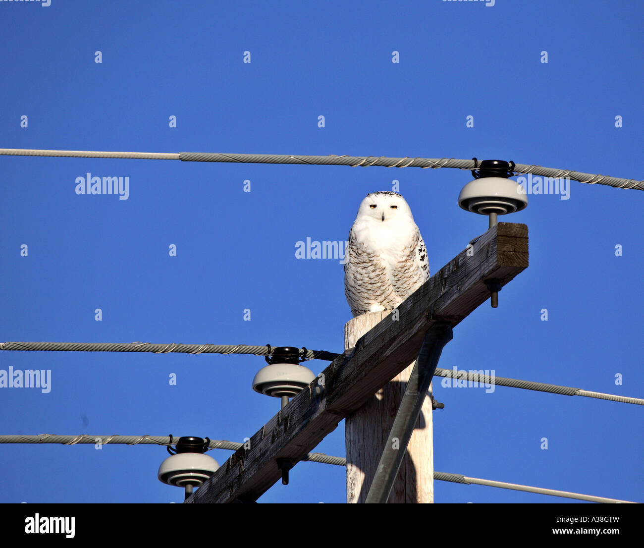 Snowy owl perched on power pole Stock Photo - Alamy