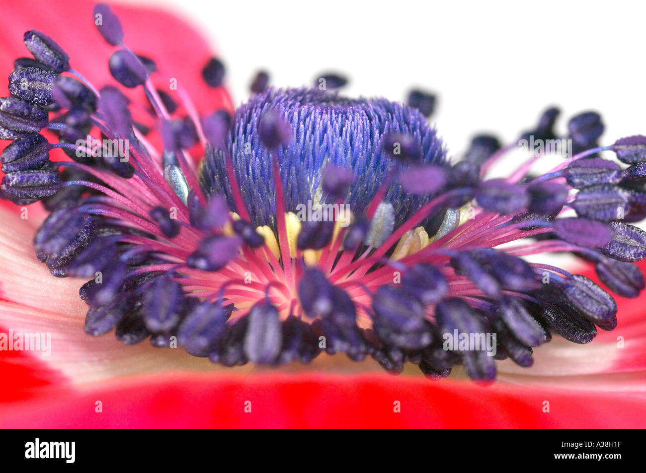 England, UK A sideways view of the disc floret of a single red Anemone ...