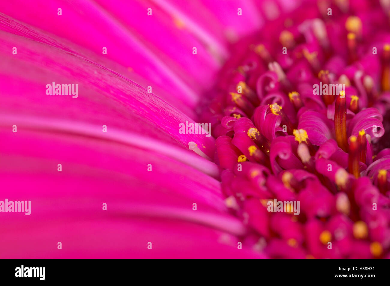 A close up view of the disc florets and petals of a deep pink Gerbera ...