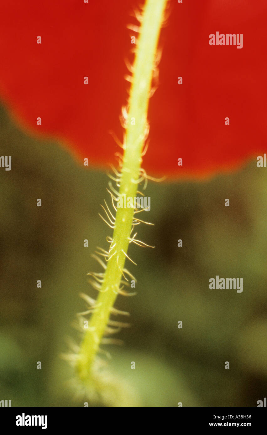 Slender petals hi-res stock photography and images - Alamy