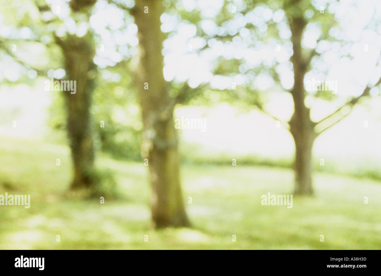 Summer birdsong hi-res stock photography and images - Alamy