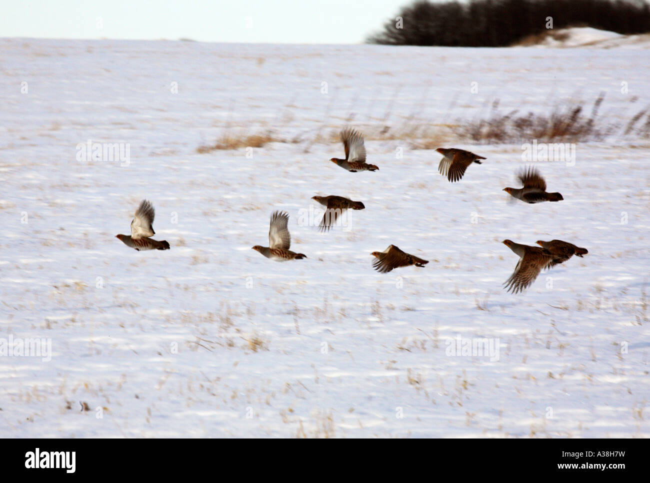 Flying Partridge High Resolution Stock Photography and Images - Alamy