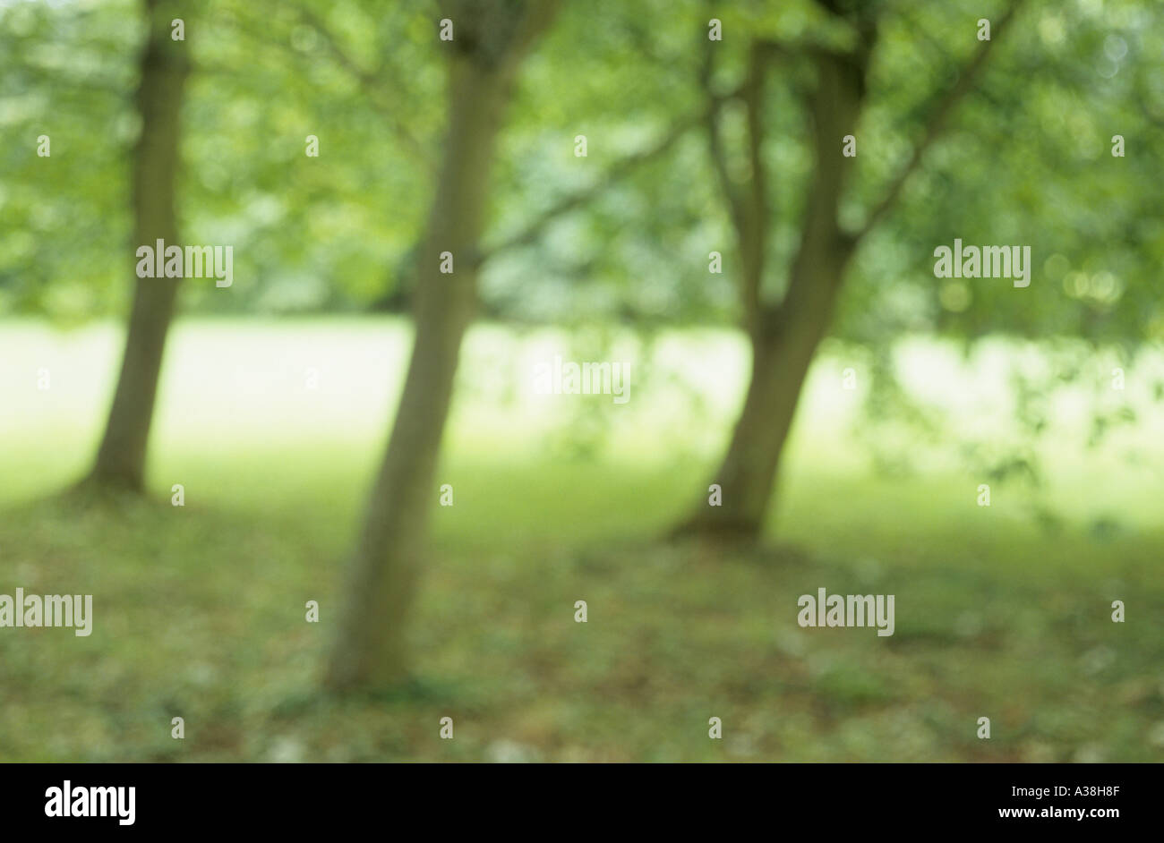 Grove summer hi-res stock photography and images - Alamy