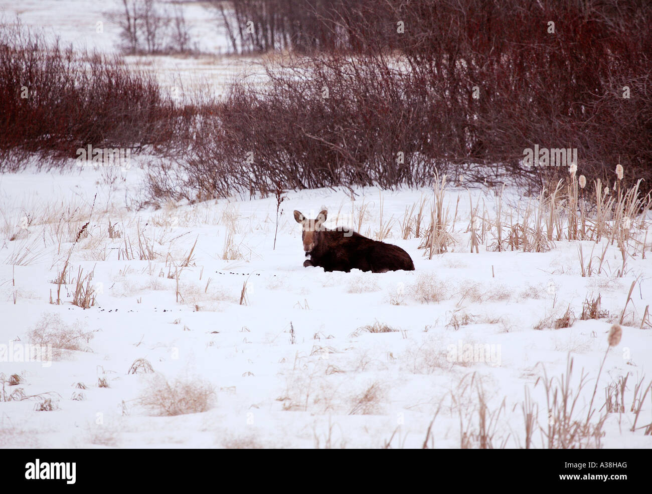 Moose in winter Stock Photo - Alamy
