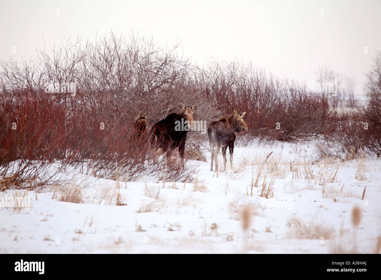 Moose in winter Stock Photo - Alamy