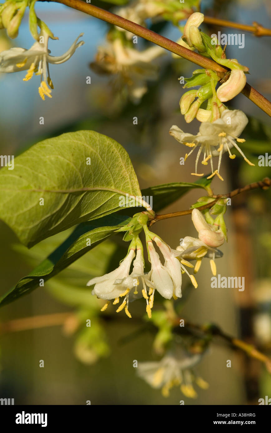 The white fragrant winter flowers of the shrub Lonicera fragrantissima ...