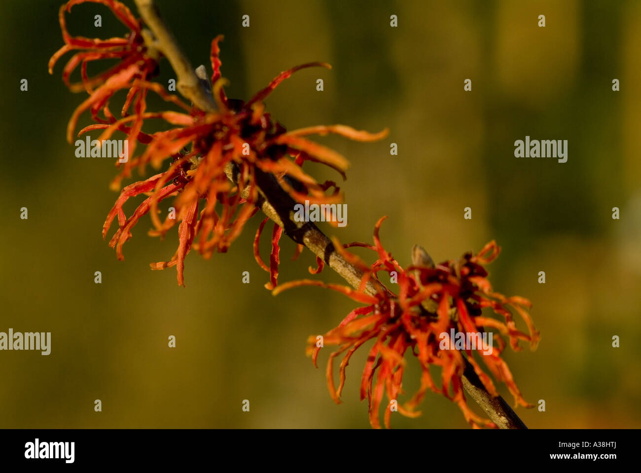 Chinese witch hazel species Hamamelis x intermedia Jelena Stock Photo ...