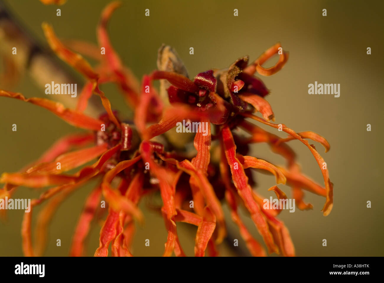 Chinese witch hazel species Hamamelis x intermedia Jelena Stock Photo ...