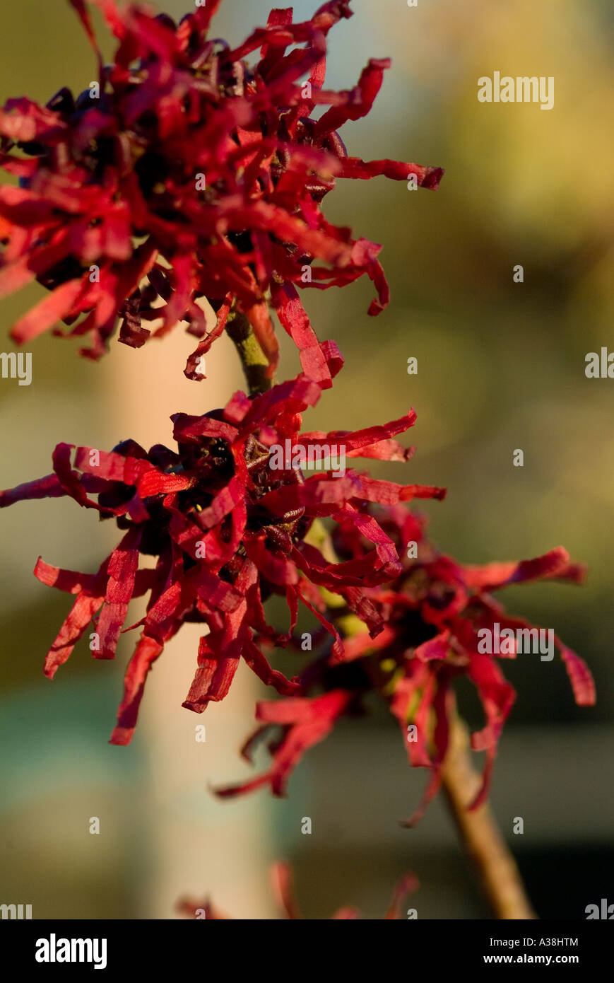 Chinese witch hazel species Hamamelis x intermedia Diane Stock Photo ...