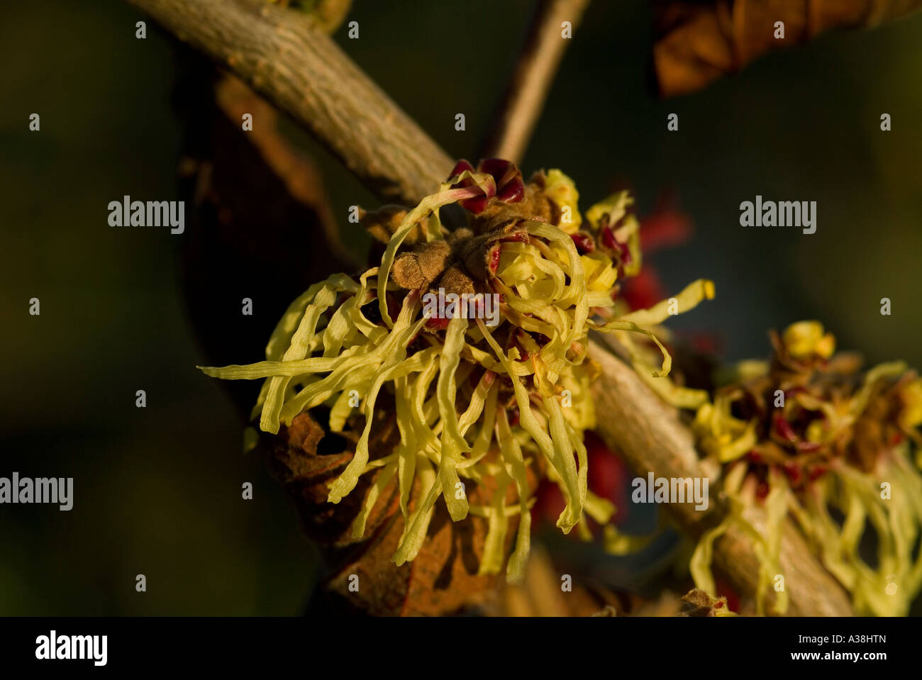 Hazel species hi-res stock photography and images - Alamy