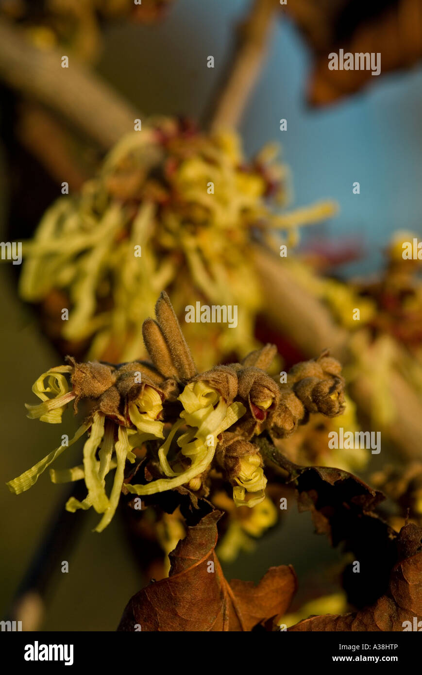 Chinese witch hazel species Hamamelis x intermedia Pallida Stock Photo ...
