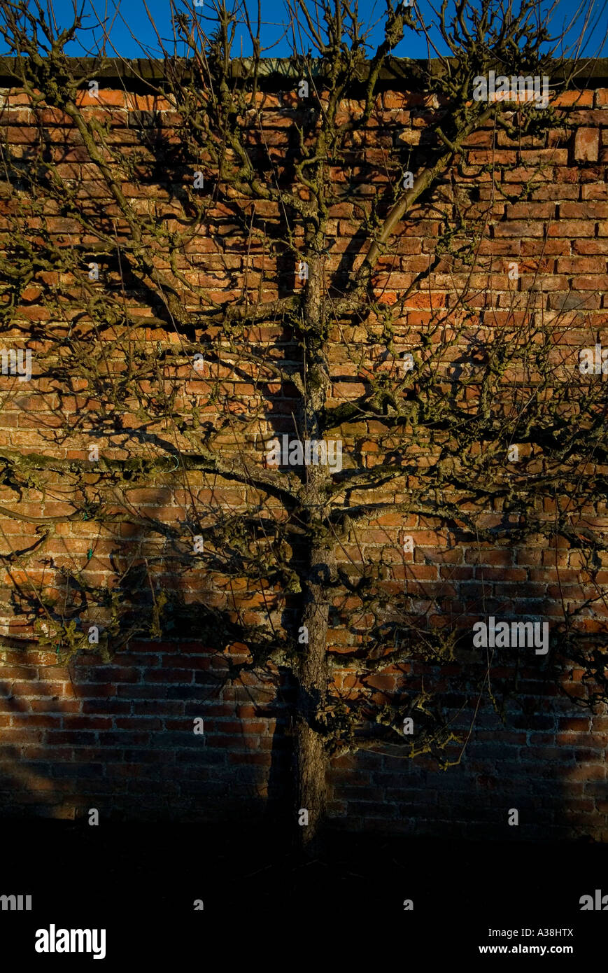 Pleached tree hi-res stock photography and images - Alamy