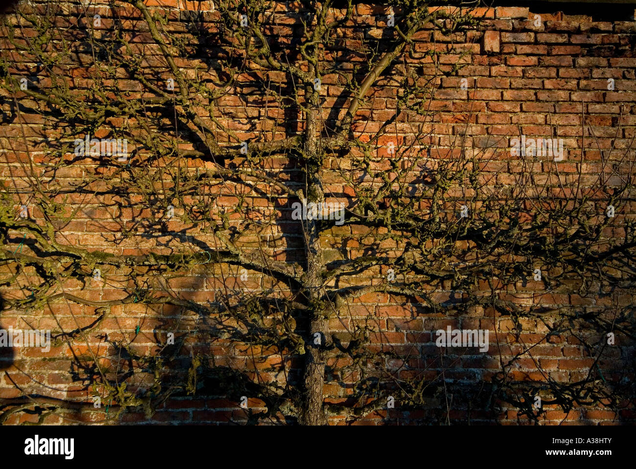Pleached tree hi-res stock photography and images - Alamy