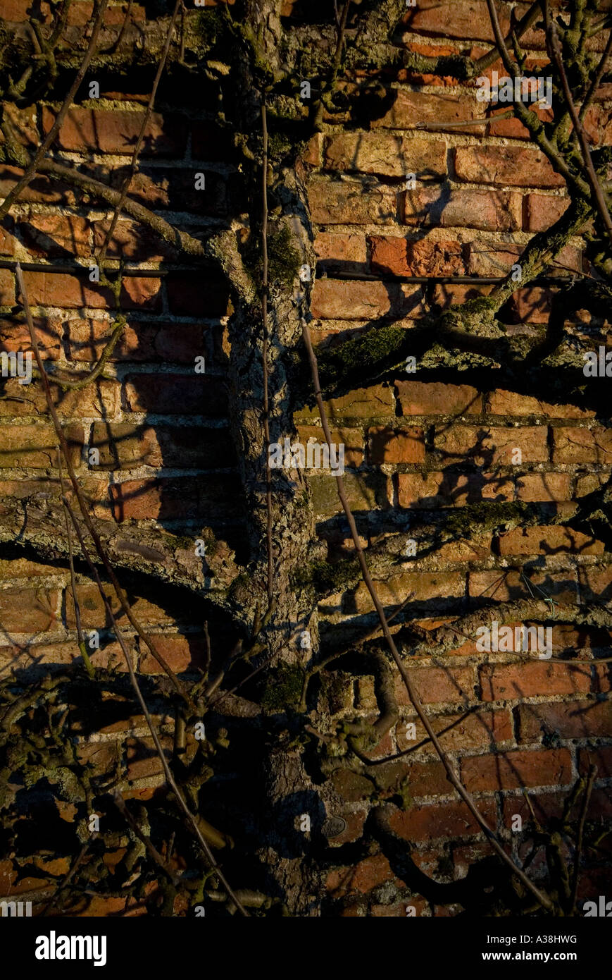cordon apple tree being grown against an old brick wall Stock Photo - Alamy
