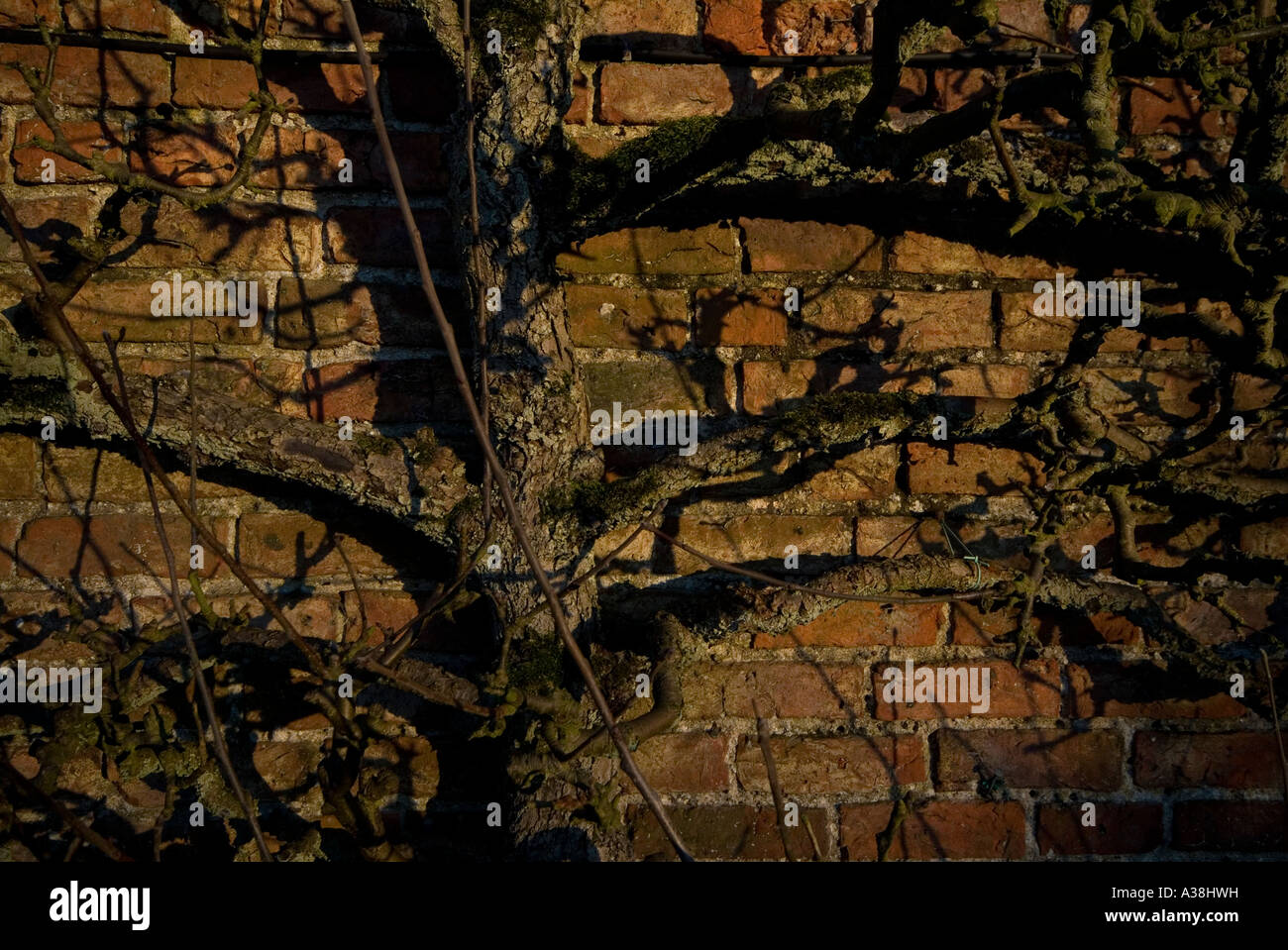 Pleached tree hi-res stock photography and images - Alamy