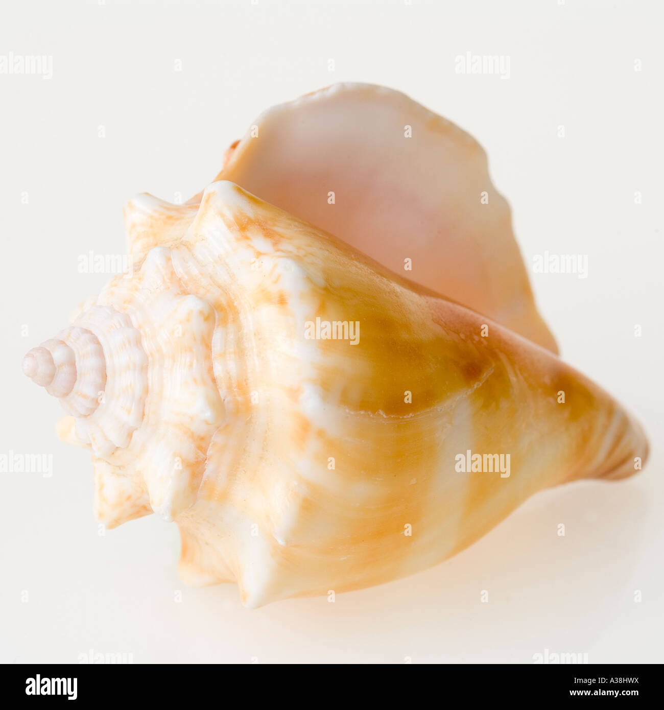 Fighting conch Strombus alatus Stock Photo - Alamy