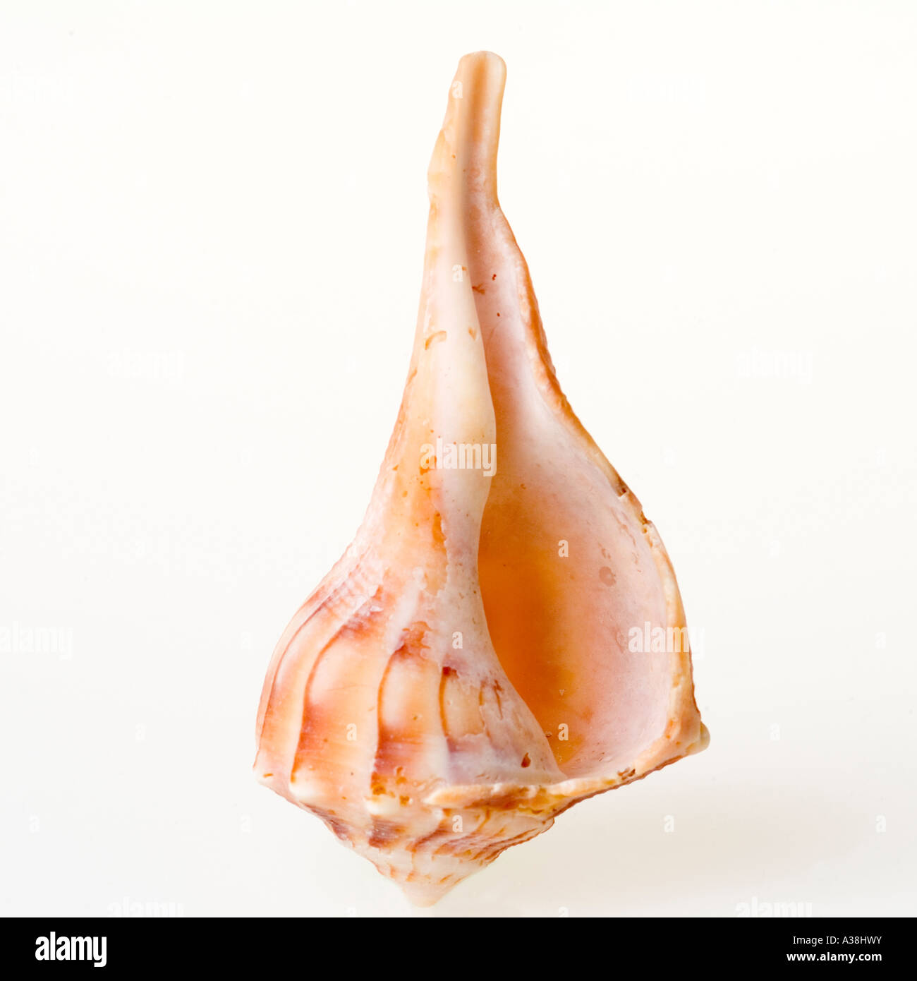 Lightening whelk Busycon contrarium Stock Photo - Alamy