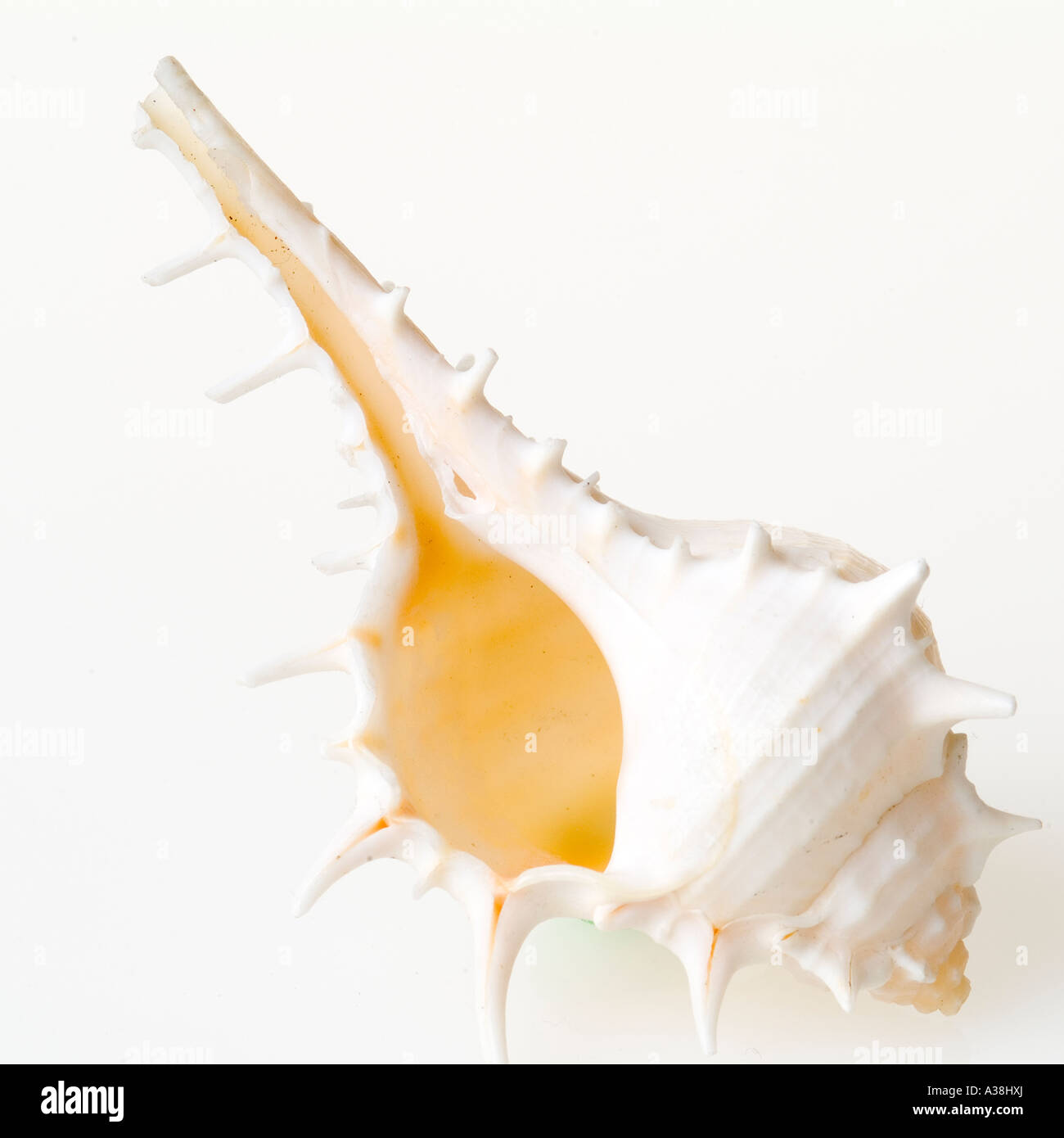 White murex sea shell on a high key backdrop Stock Photo - Alamy