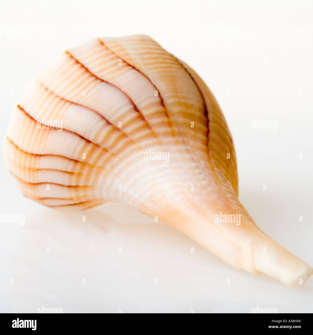 Lightening whelk Busycon contrarium Stock Photo - Alamy
