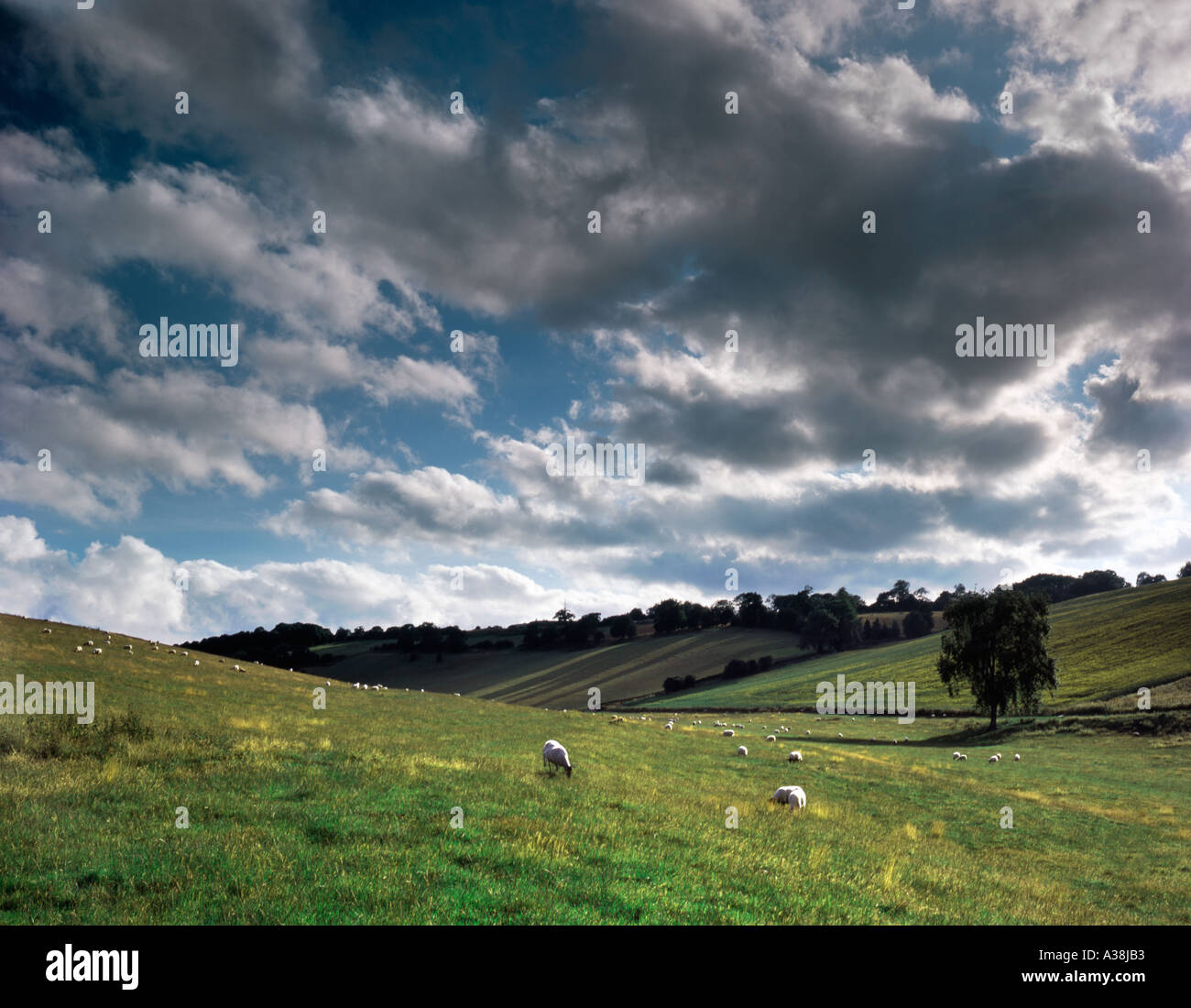 View of a typical sheep pasture Kent Stock Photo - Alamy