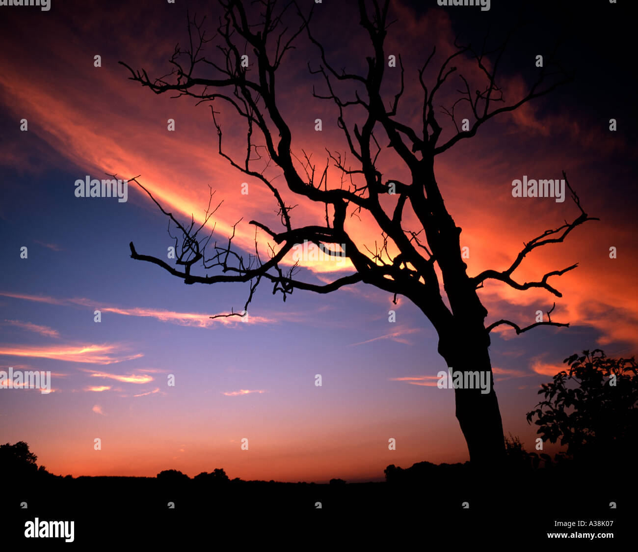 Dead oak tree silhouette sunset hi-res stock photography and images - Alamy