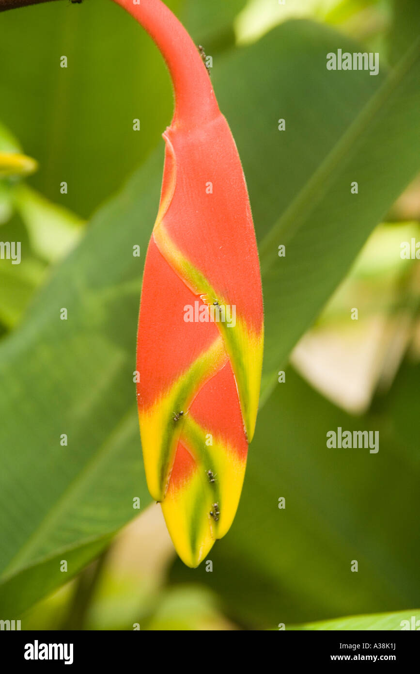 Helliconia pendula Kuala Lumpur Stock Photo - Alamy