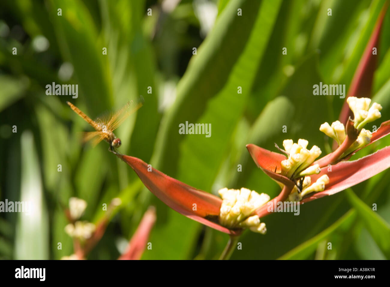 Dragonfly hovering on a helliconia flower in the Lake Gardens Kuala ...