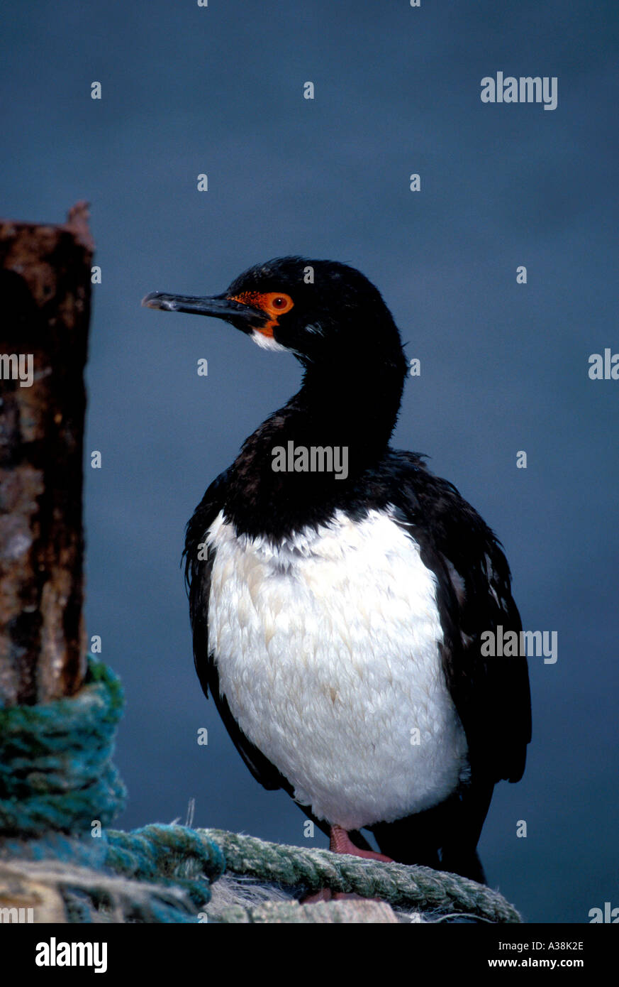 BC-92A ROCK SHAG ON PILING Stock Photo - Alamy