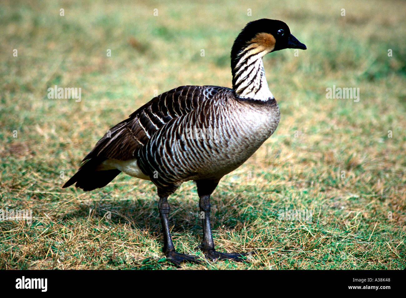 Nene goose hi-res stock photography and images - Alamy