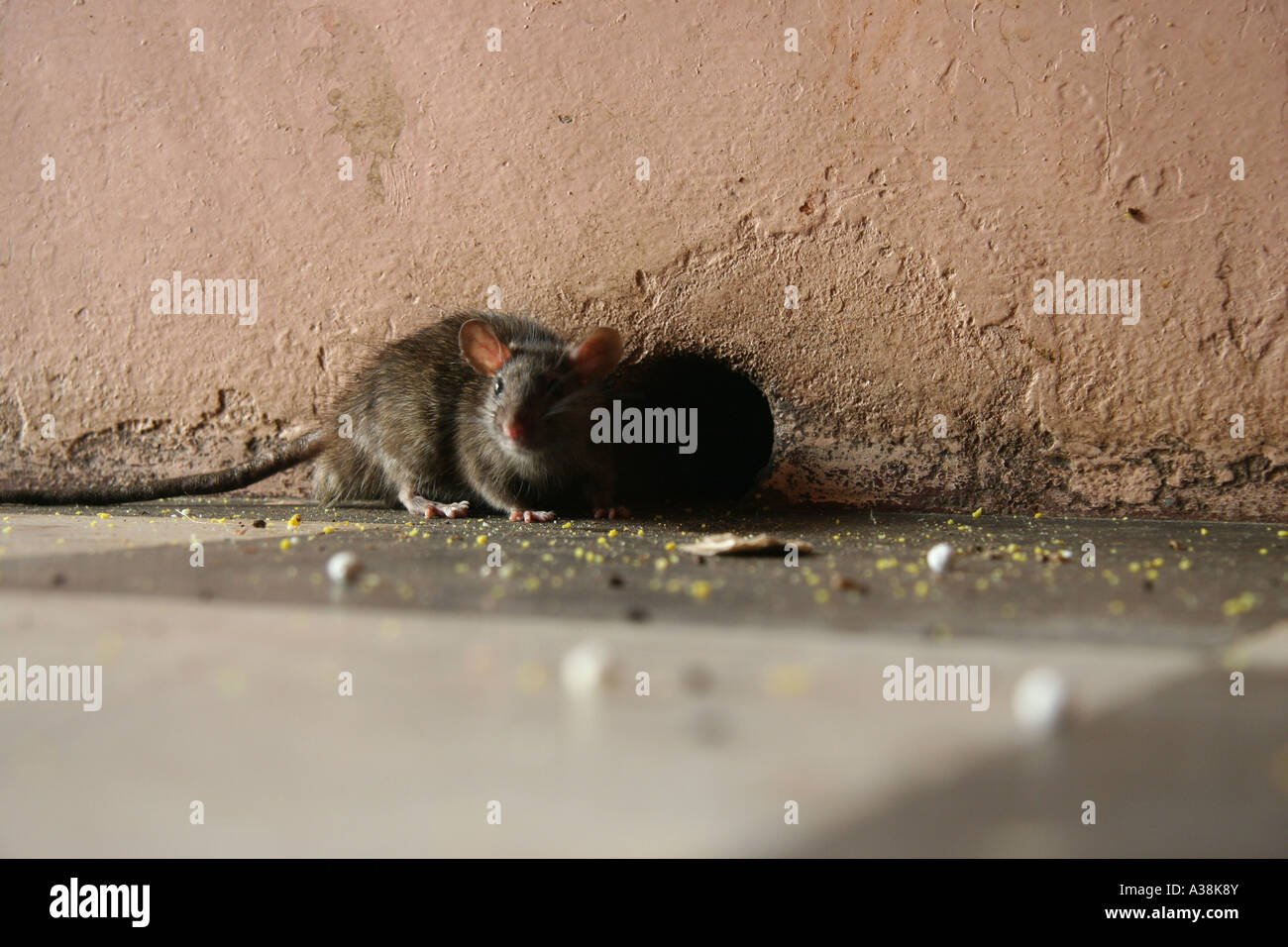 Mouse at the entrance to its hole in Karni Mata Mandir Temple, Deshnoke ...